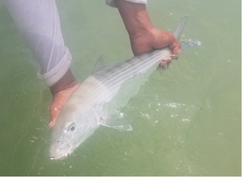 Pesca Maya Fishing Lodge, Ascension Bay, Mexico - Zen Tenkara