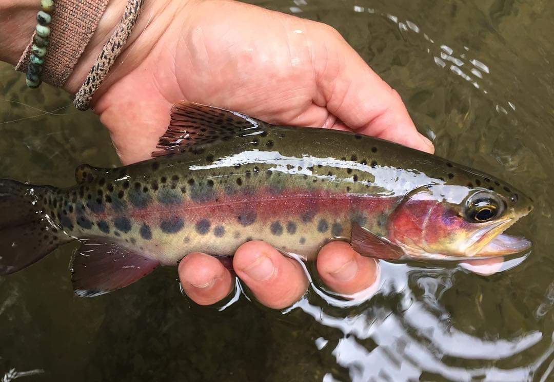 Trout Fly Fishing - Tico Trout in Costa Rica | Zen Tenkara